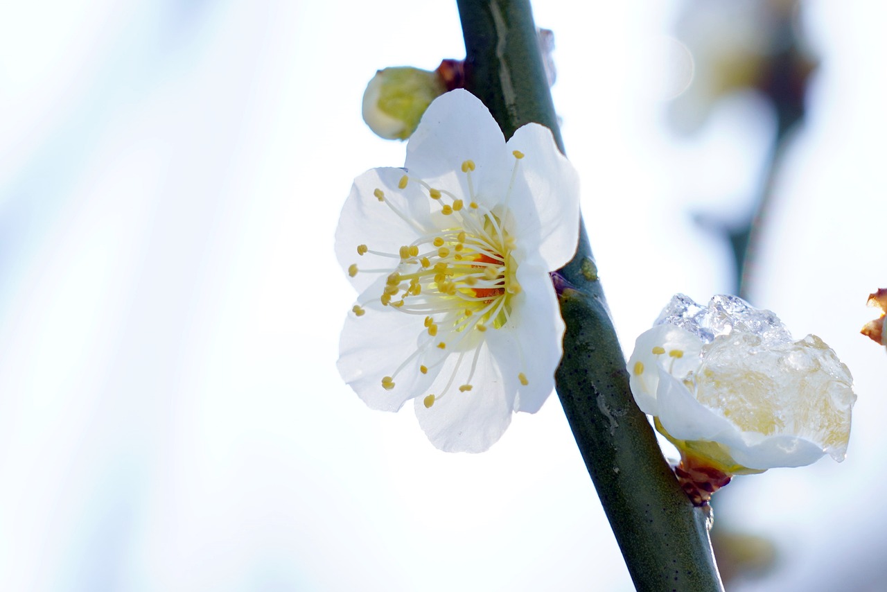 Snow Plum Blossom Winter - Free photo on Pixabay