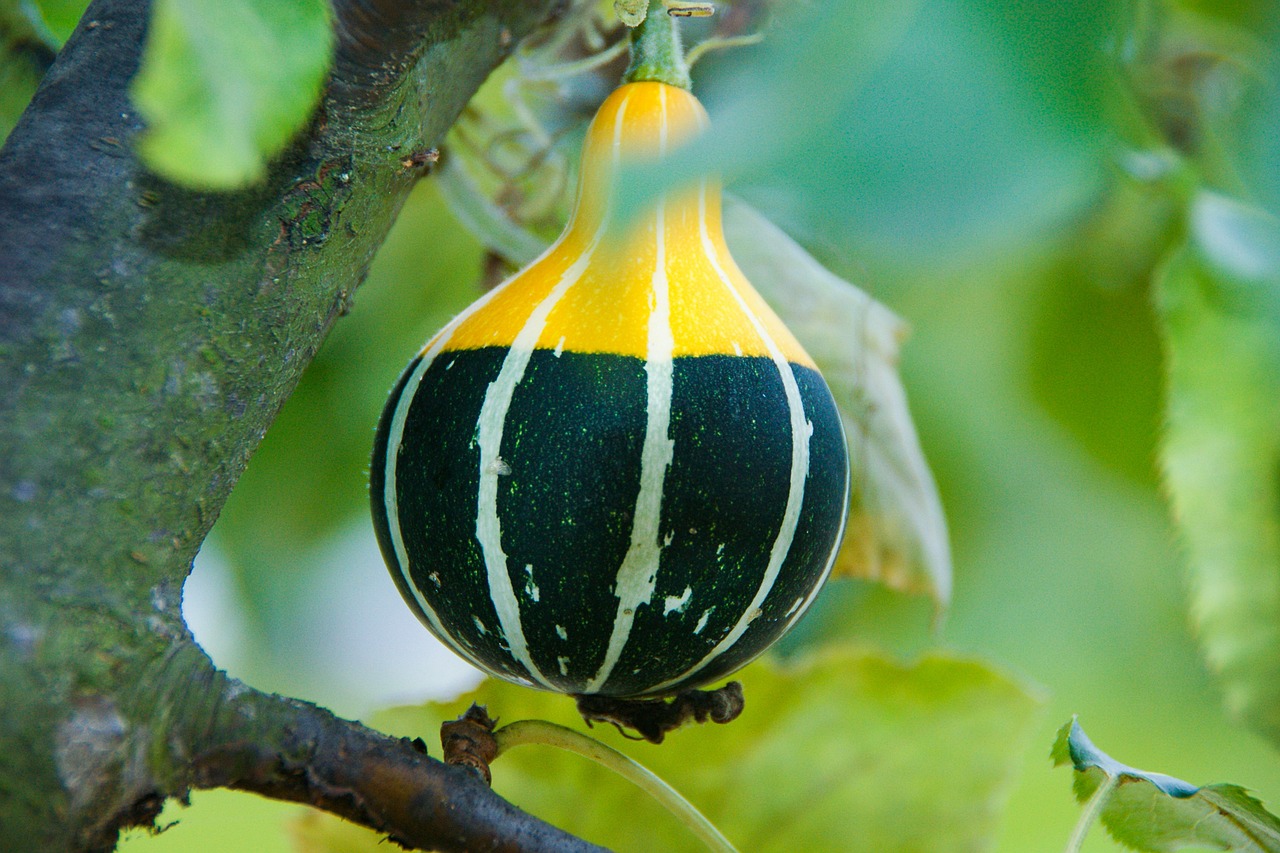 Citrouille Joli Aliments - Photo gratuite sur Pixabay - Pixabay