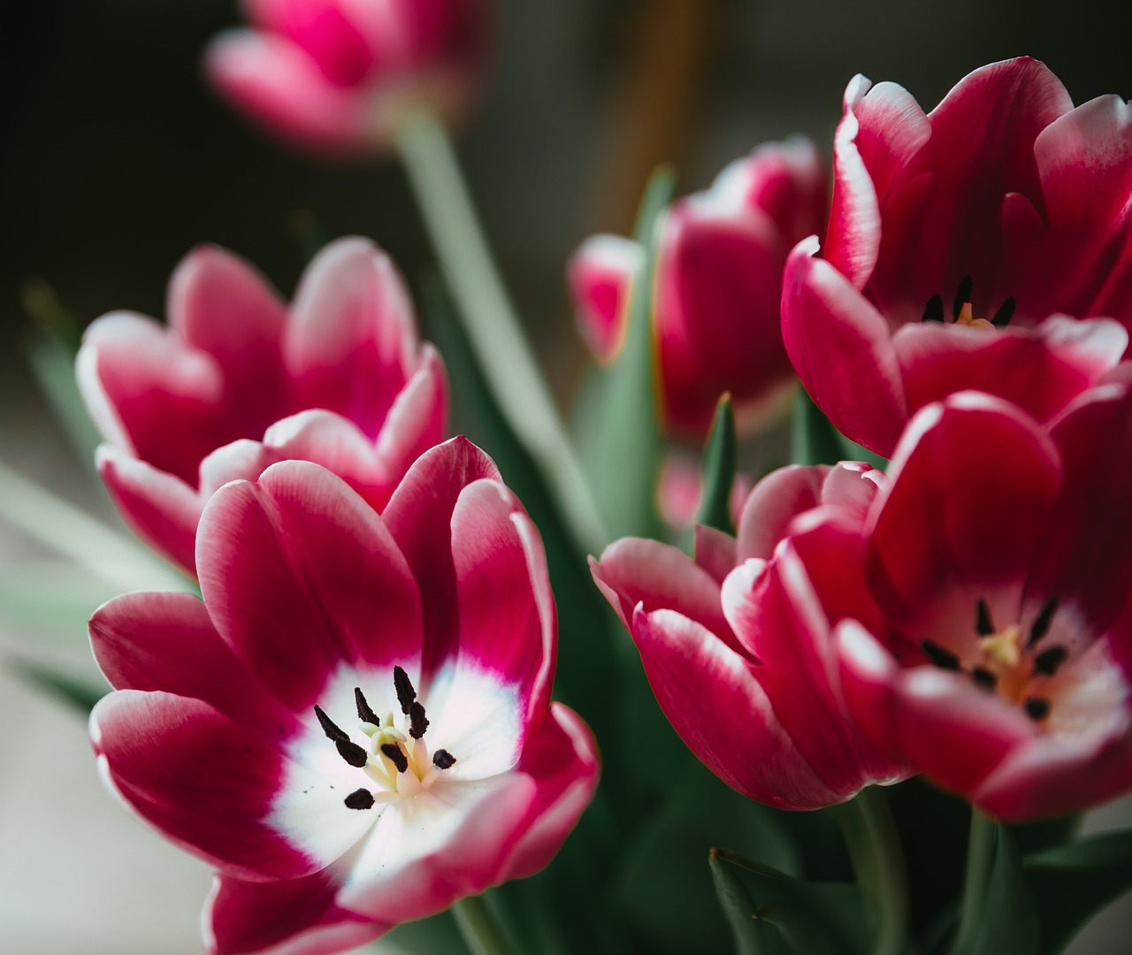 Beginning Of Spring Tulips - Free photo on Pixabay - Pixabay