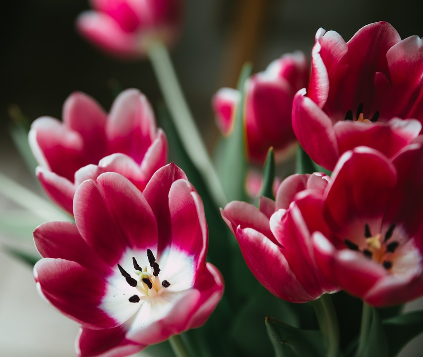 Beginning Of Spring Tulips - Free photo on Pixabay