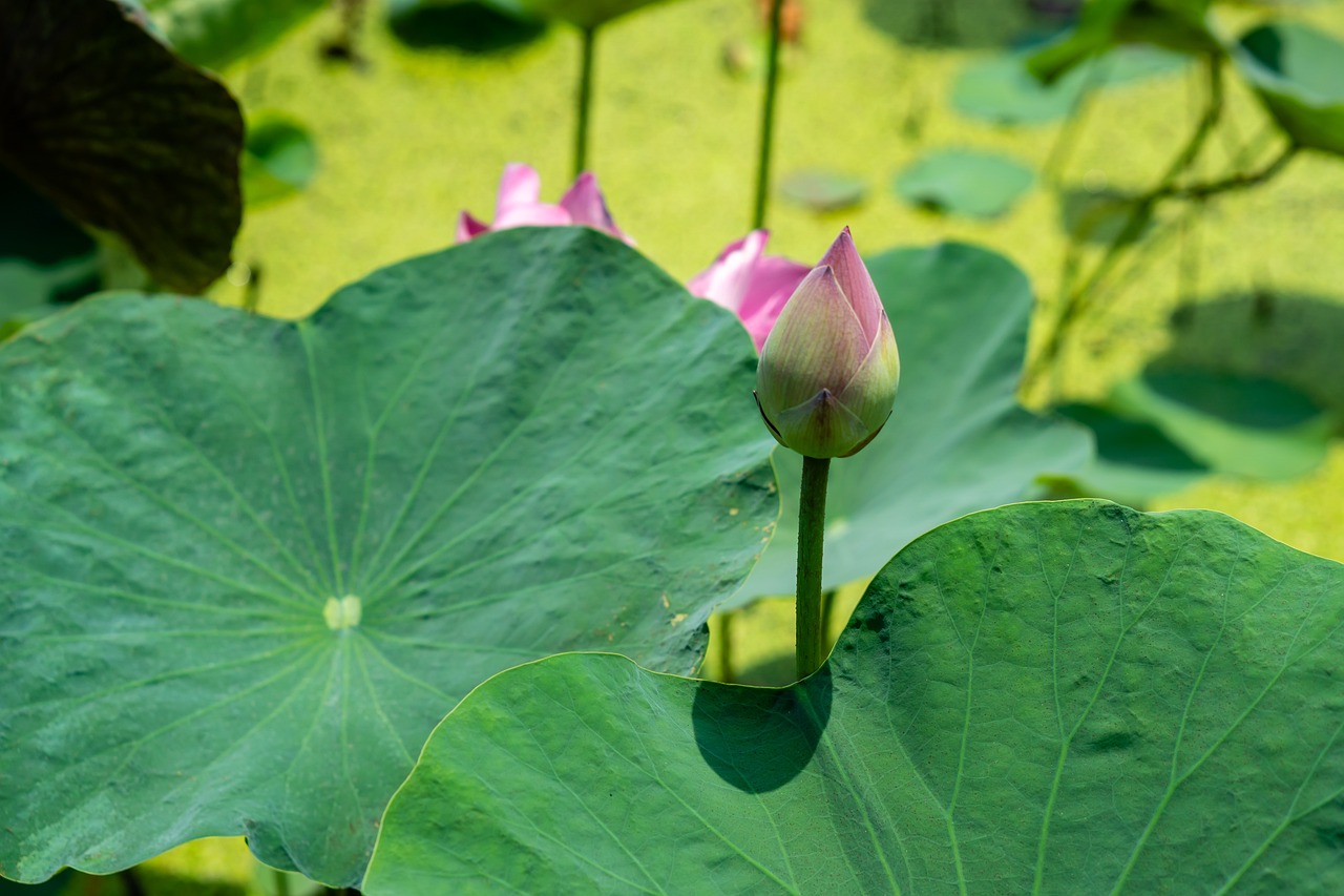 Lotus Fleur De Jardin - Photo gratuite sur Pixabay
