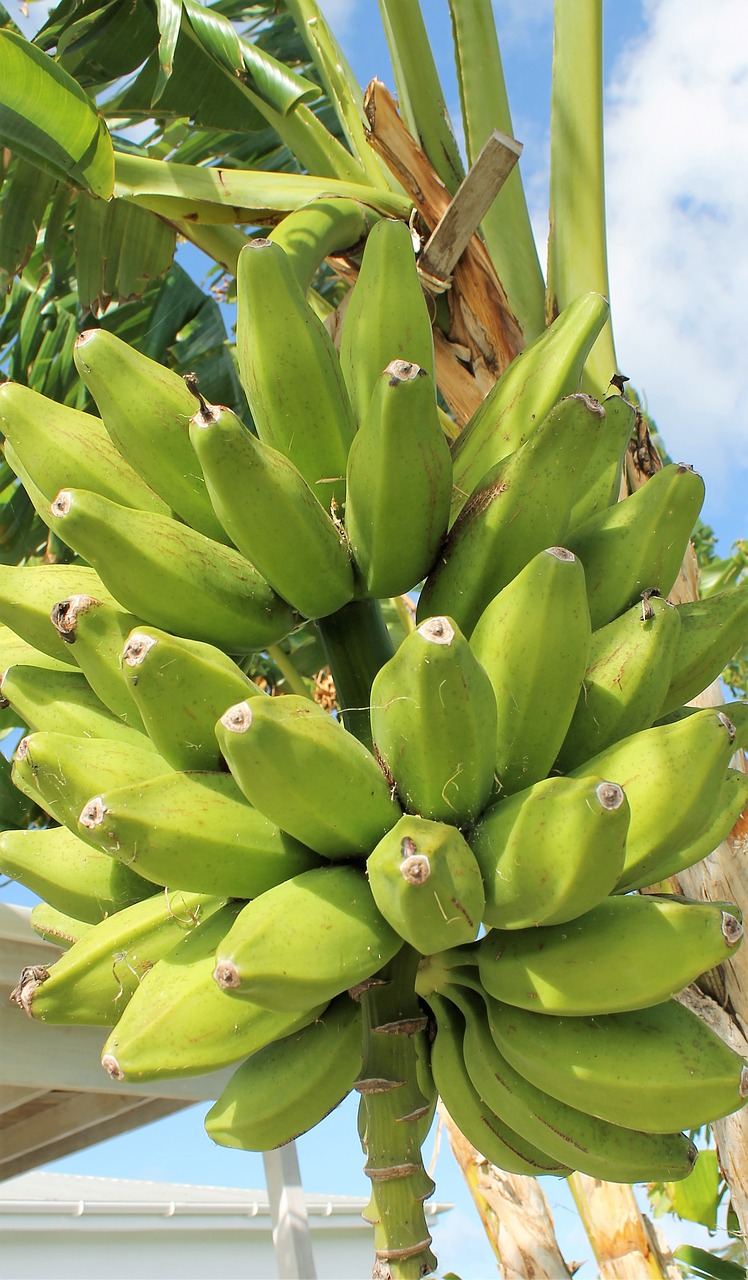 100+ kostenlose Bananenbaum und Natur-Bilder - Pixabay