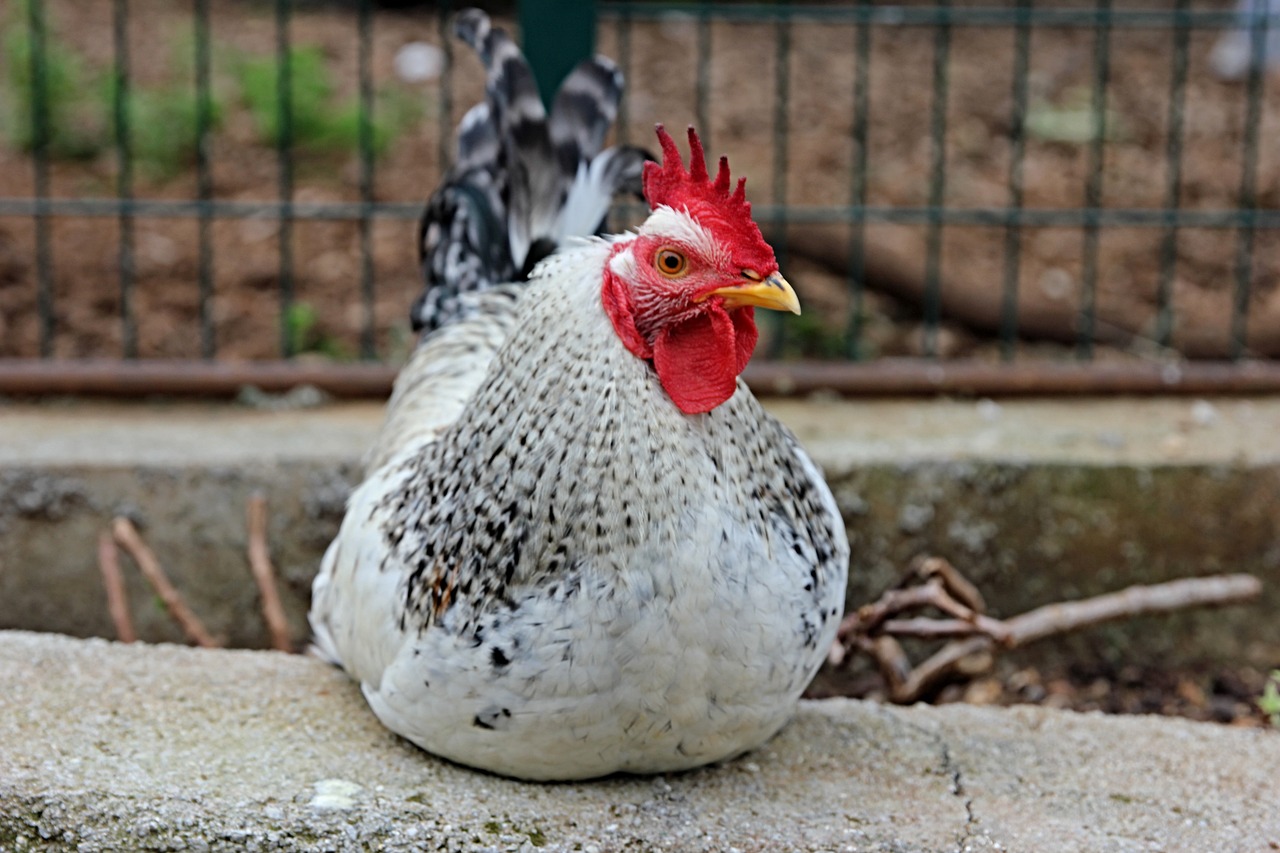 Cockerel Winged Poultry - Free photo on Pixabay - Pixabay