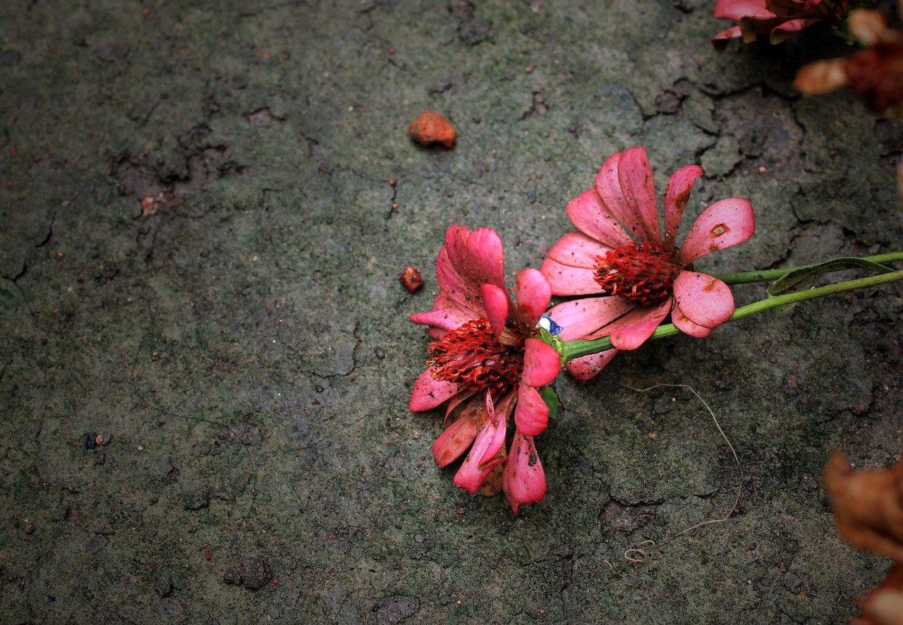 Bunga Tanaman Alam - Foto gratis di Pixabay