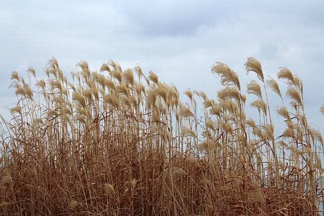 Sky Grass View - Free photo on Pixabay - Pixabay