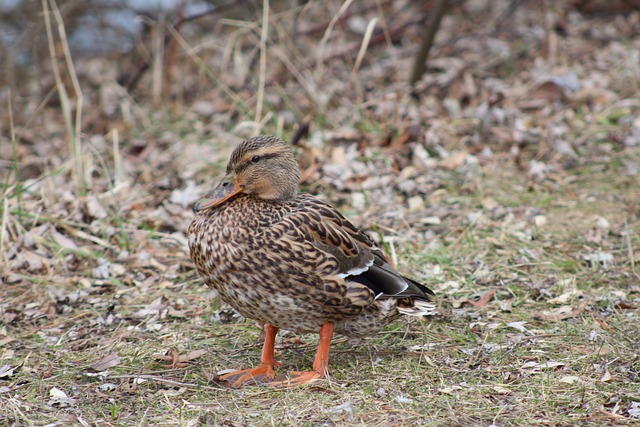 Bird Duck Wild Boar - Free photo on Pixabay - Pixabay