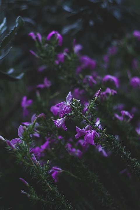 Flowers Dark Bloom - Free photo on Pixabay - Pixabay