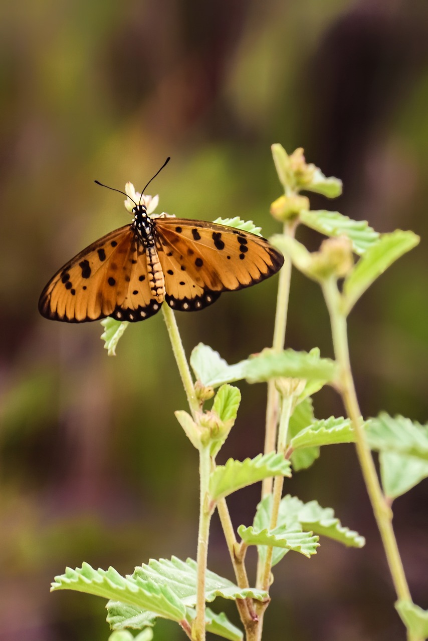 9+ Gambar Professor'S Animals & Minangkabau Gratis - Pixabay
