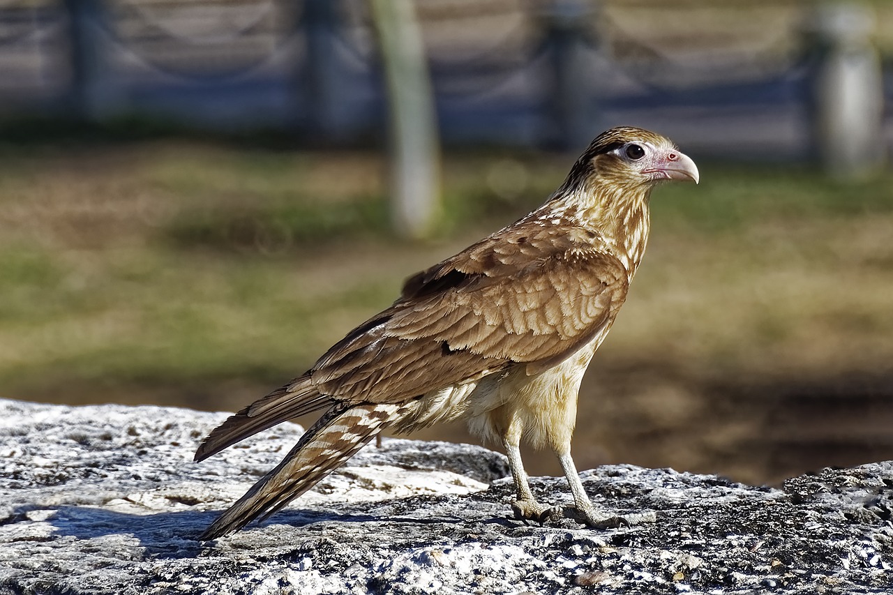 Bird Animal Brown - Free photo on Pixabay