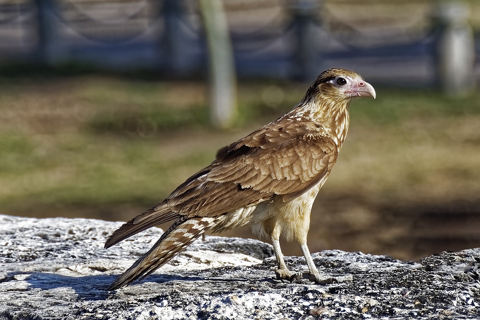 Bird Animal Brown - Free photo on Pixabay