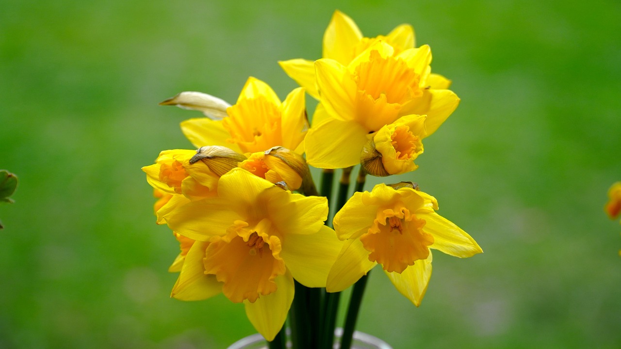 3,000+ Free Daffodils & Nature Images - Pixabay