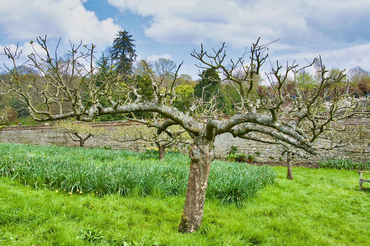 Tree Old Established - Free photo on Pixabay