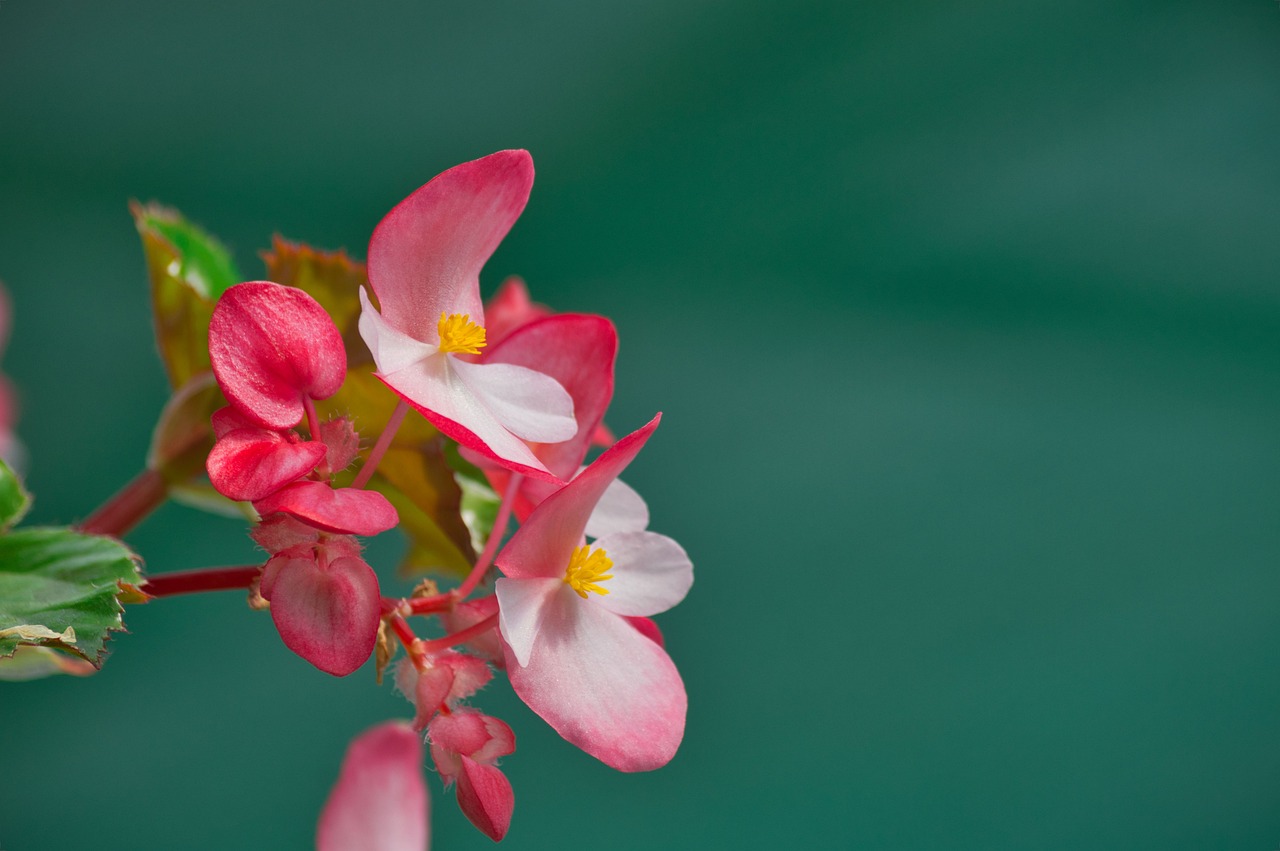 Costa Rica Planta Flor - Foto gratis en Pixabay - Pixabay