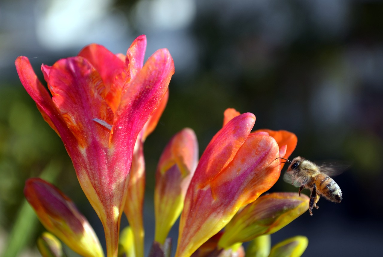 100+ Free Freesia & Flower Images - Pixabay