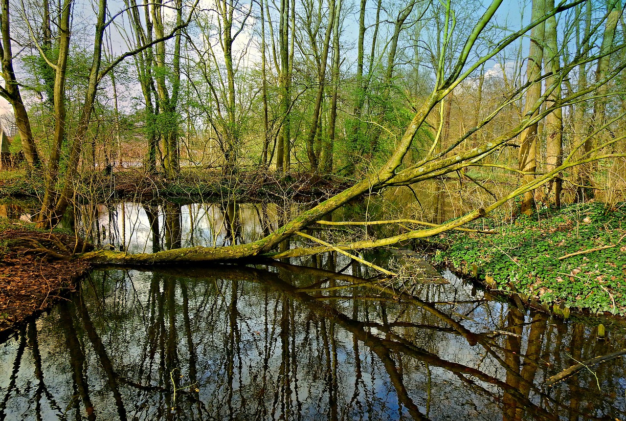 Pond Water Fallen Tree - Free photo on Pixabay