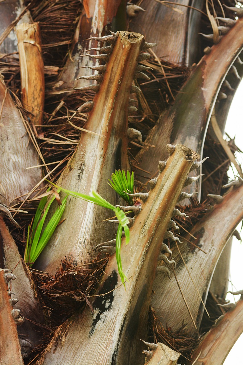 Palm Leaves - Free photo on Pixabay - Pixabay