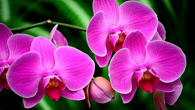 Flor Vento - Foto gratuita no Pixabay - Pixabay
