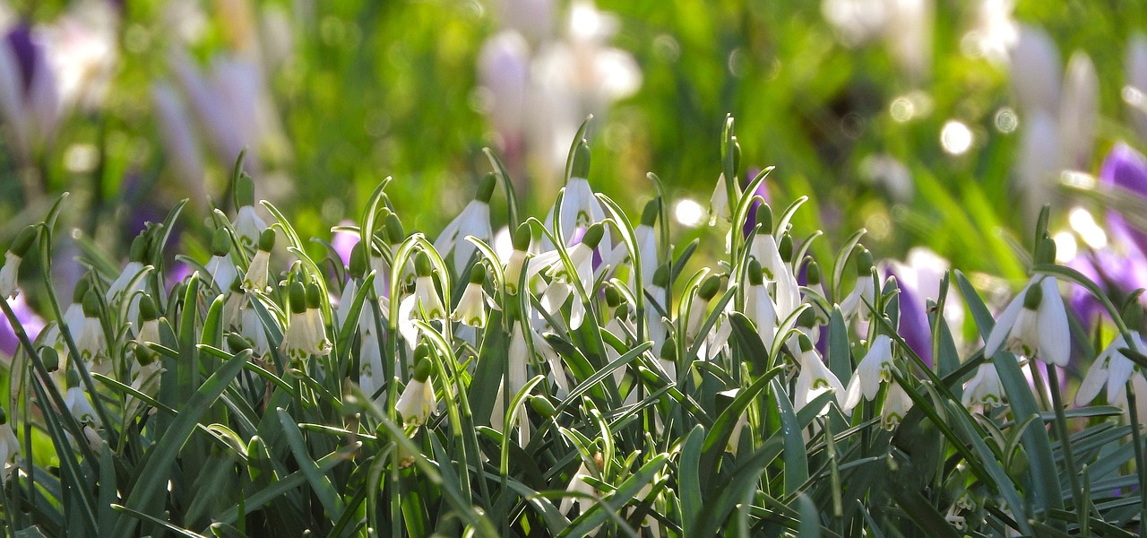 Snowdrops Bunch Flowers Close - Free photo on Pixabay