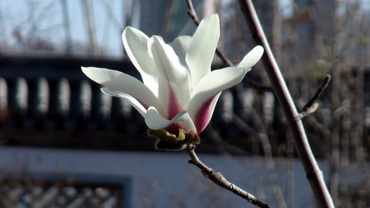 Magnolia Tanaman Berbunga - Foto gratis di Pixabay - Pixabay