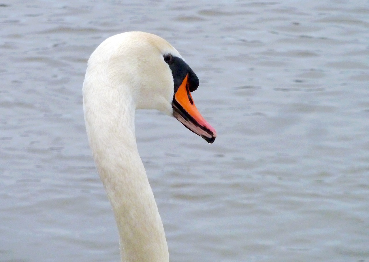 Swan My Dear White - Free photo on Pixabay