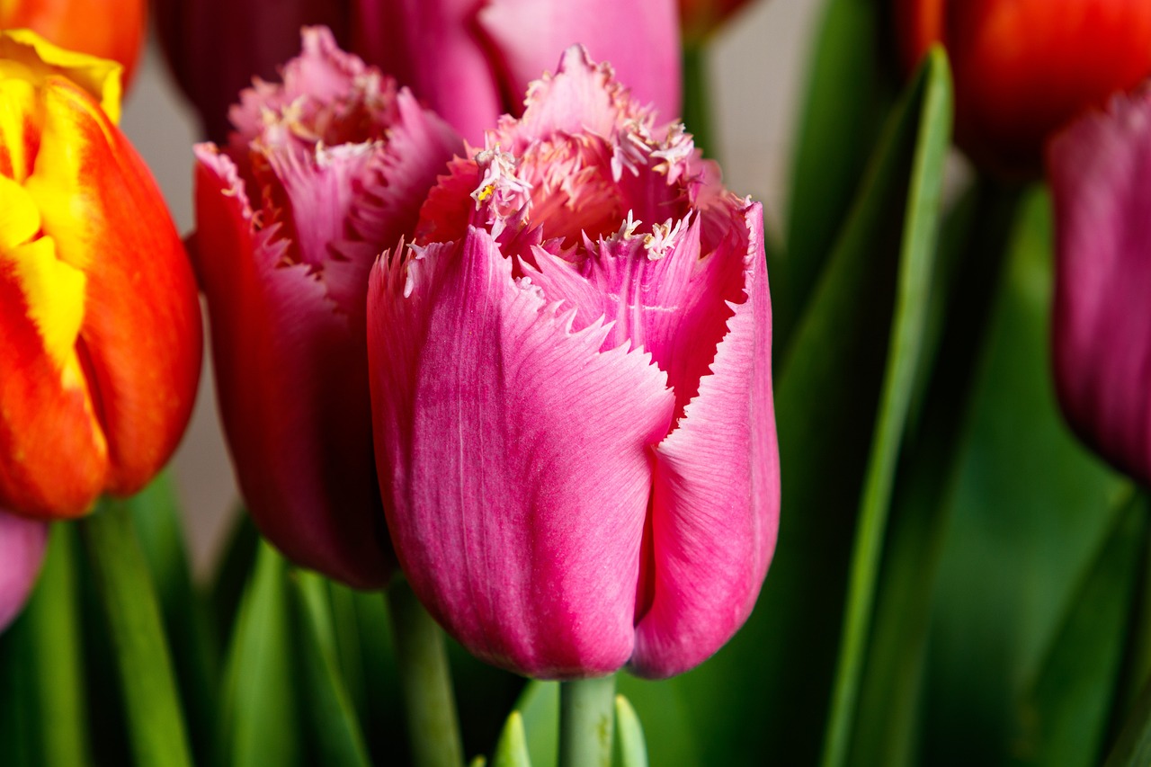 Ramo De Flores De Tulipanes