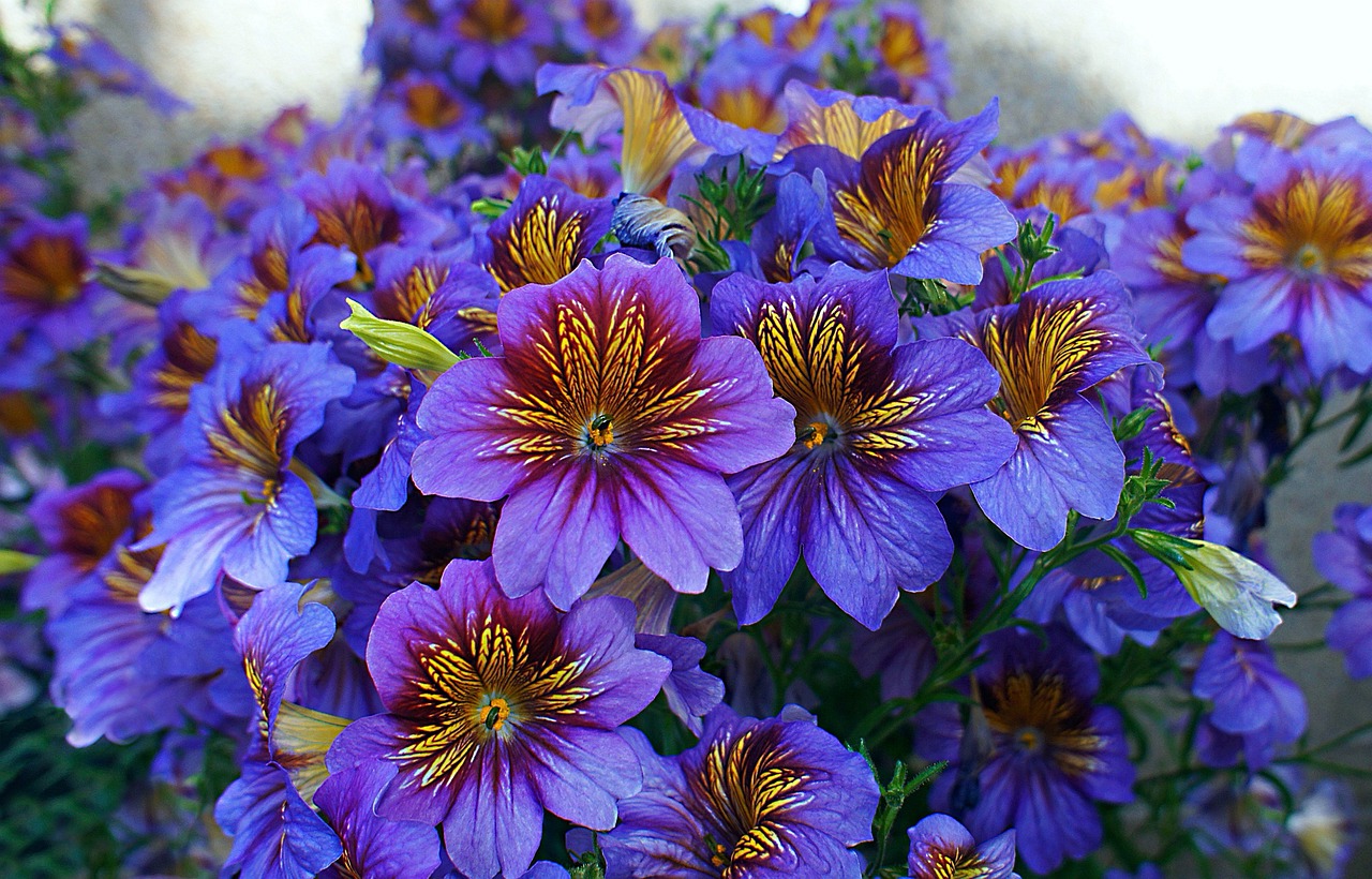 Painted Tongue Flowers Purple - Free photo on Pixabay
