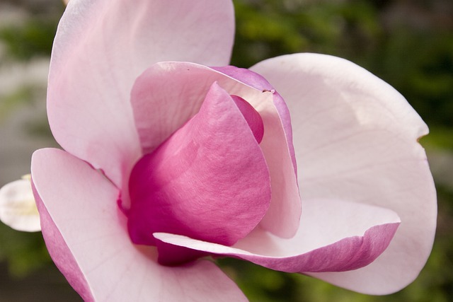 80+ Free Lorem Ipsum & Lorem Images - Pixabay 80+ Free Lorem Ipsum & Lorem Images - Pixabay