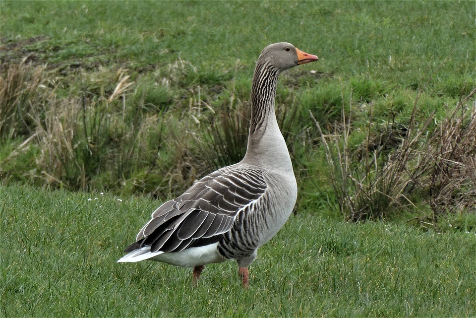 Goose Pasture Bird - Free photo on Pixabay - Pixabay