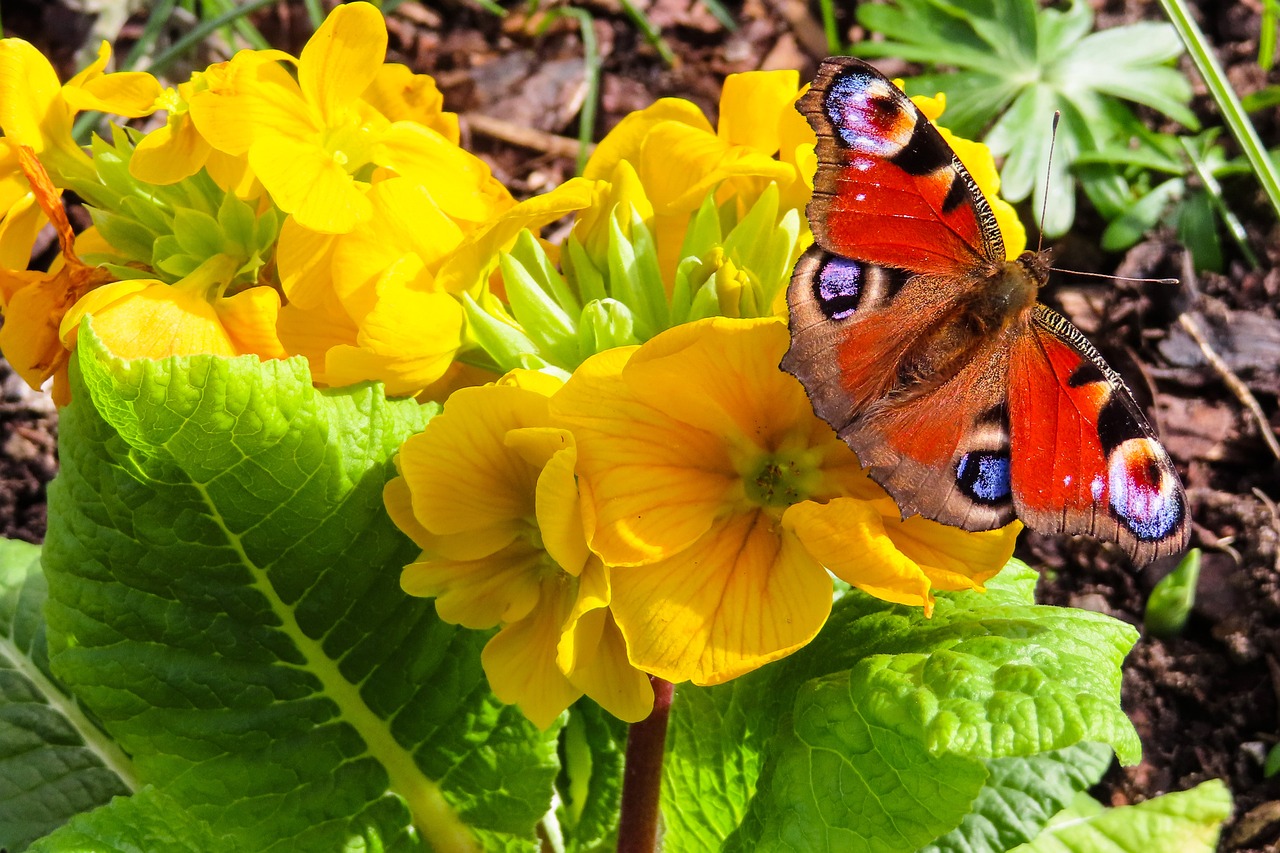 200,000+ Free Garden Primroses & Primrose Images - Pixabay