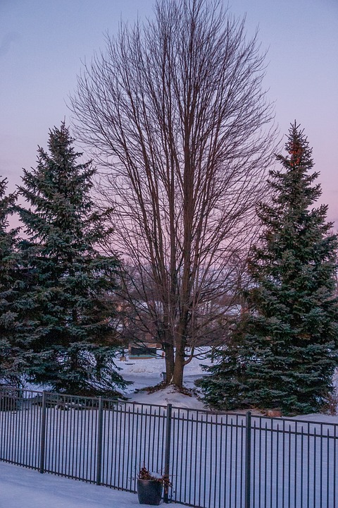 Sunrise Maple Winter - Free photo on Pixabay - Pixabay