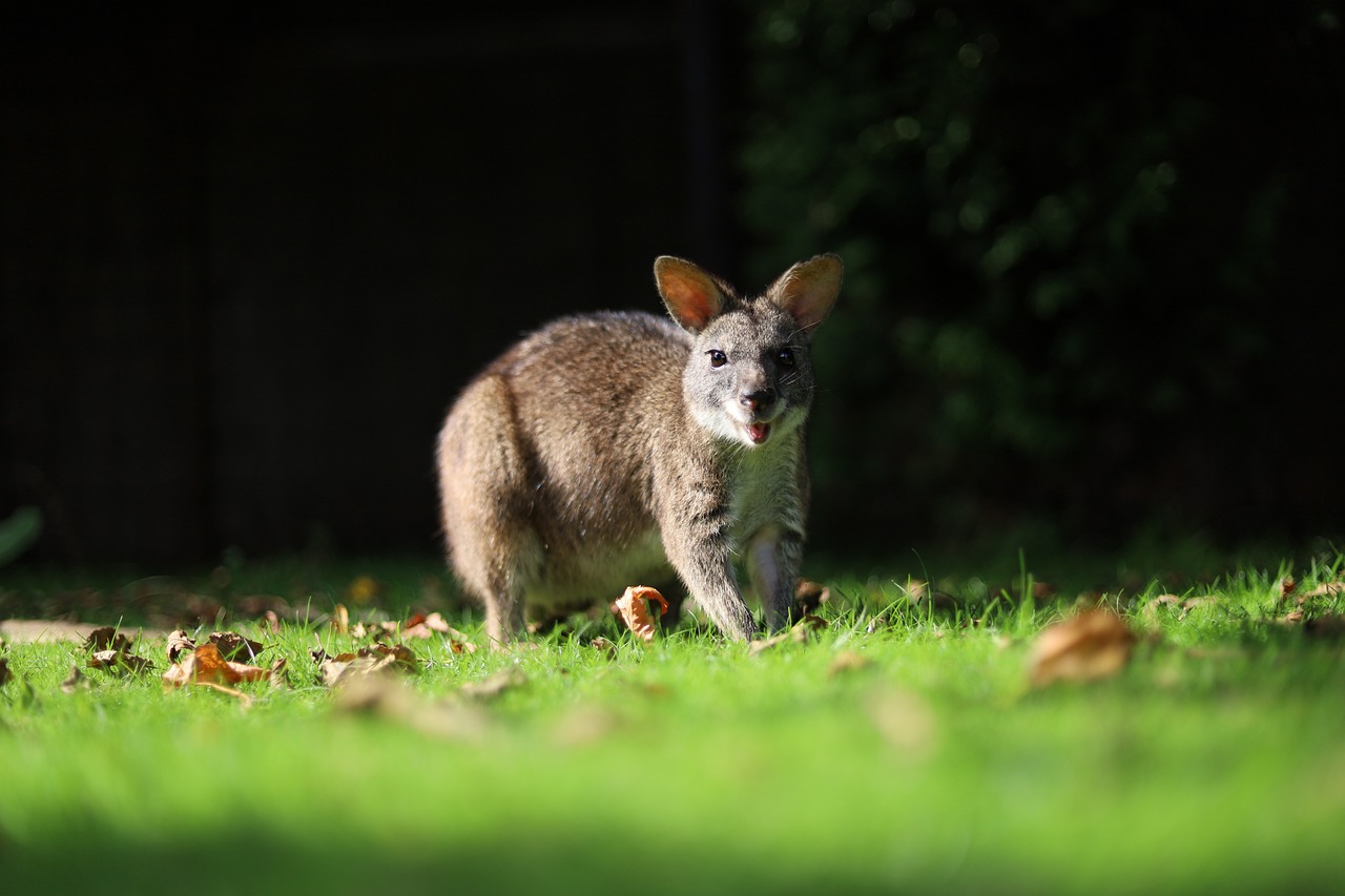300+ Free Outback Australia & Outback Images - Pixabay