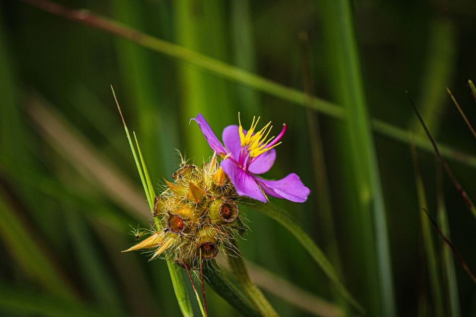 Flora Flower Nature - Free photo on Pixabay - Pixabay