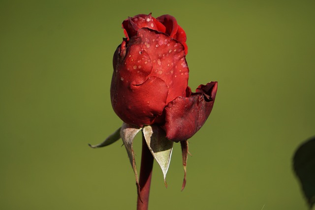 Rose Blume Knospe Garten - Kostenloses Foto auf Pixabay - Pixabay