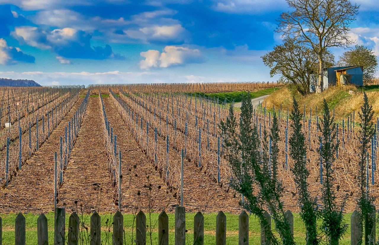 Paysage Vignes Champagne - Photo gratuite sur Pixabay