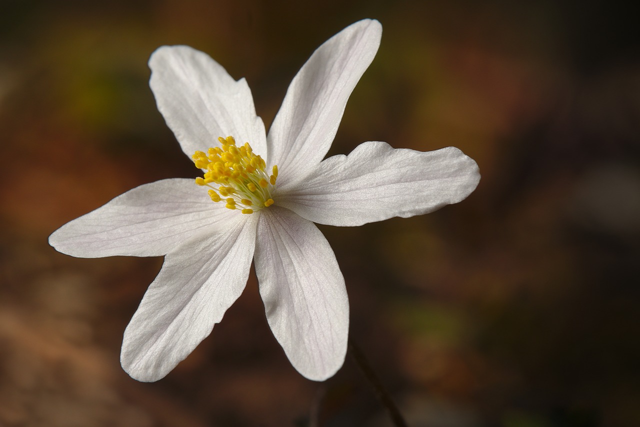 Anemonele Lemnoase Aproape Floare - Fotografie gratuită pe Pixabay ...