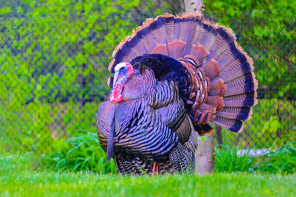 Wildlife Turkey Thanksgiving - Free photo on Pixabay - Pixabay