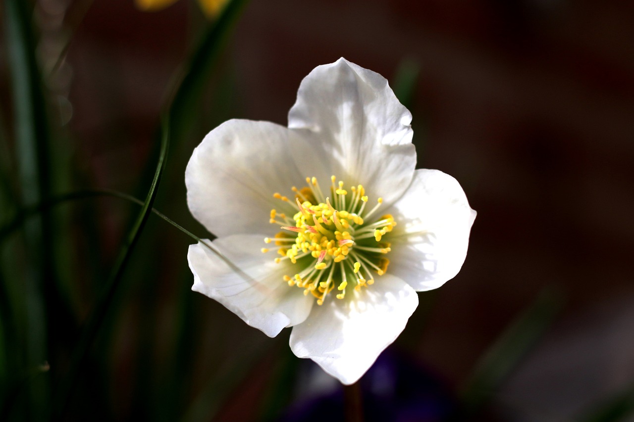 Flower Helleborus Niger Bloom - Free photo on Pixabay