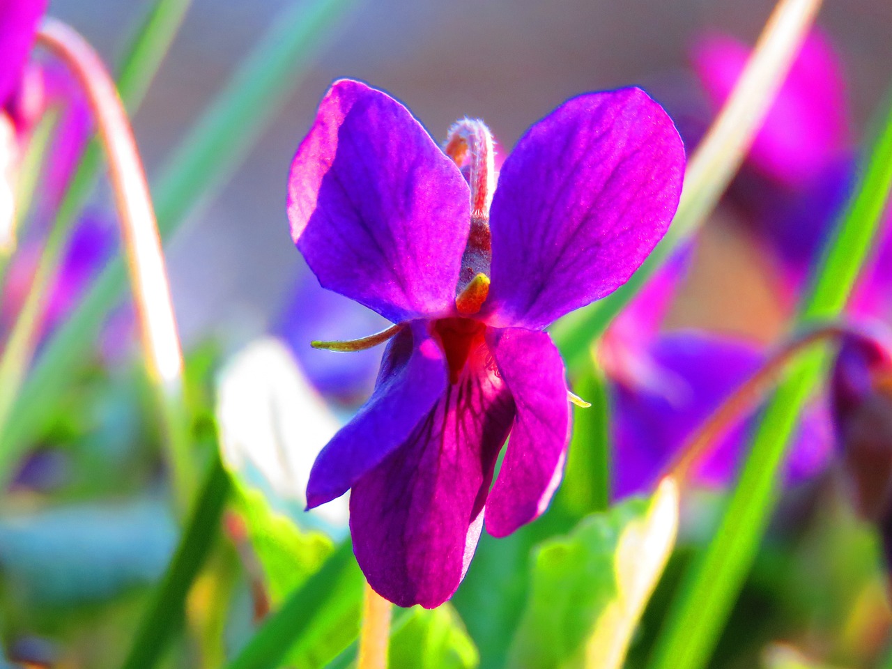 Violet In The Evening Light - Free photo on Pixabay