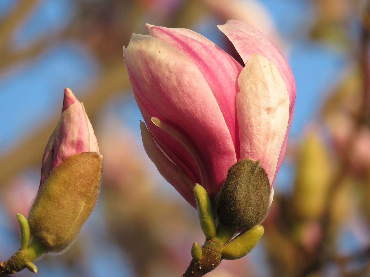 Magnolia Blossom Bloom - Free photo on Pixabay - Pixabay