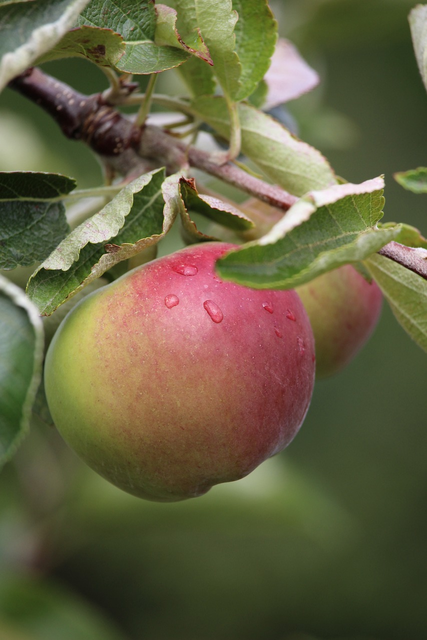 Apple Organic Fruit - Free photo on Pixabay