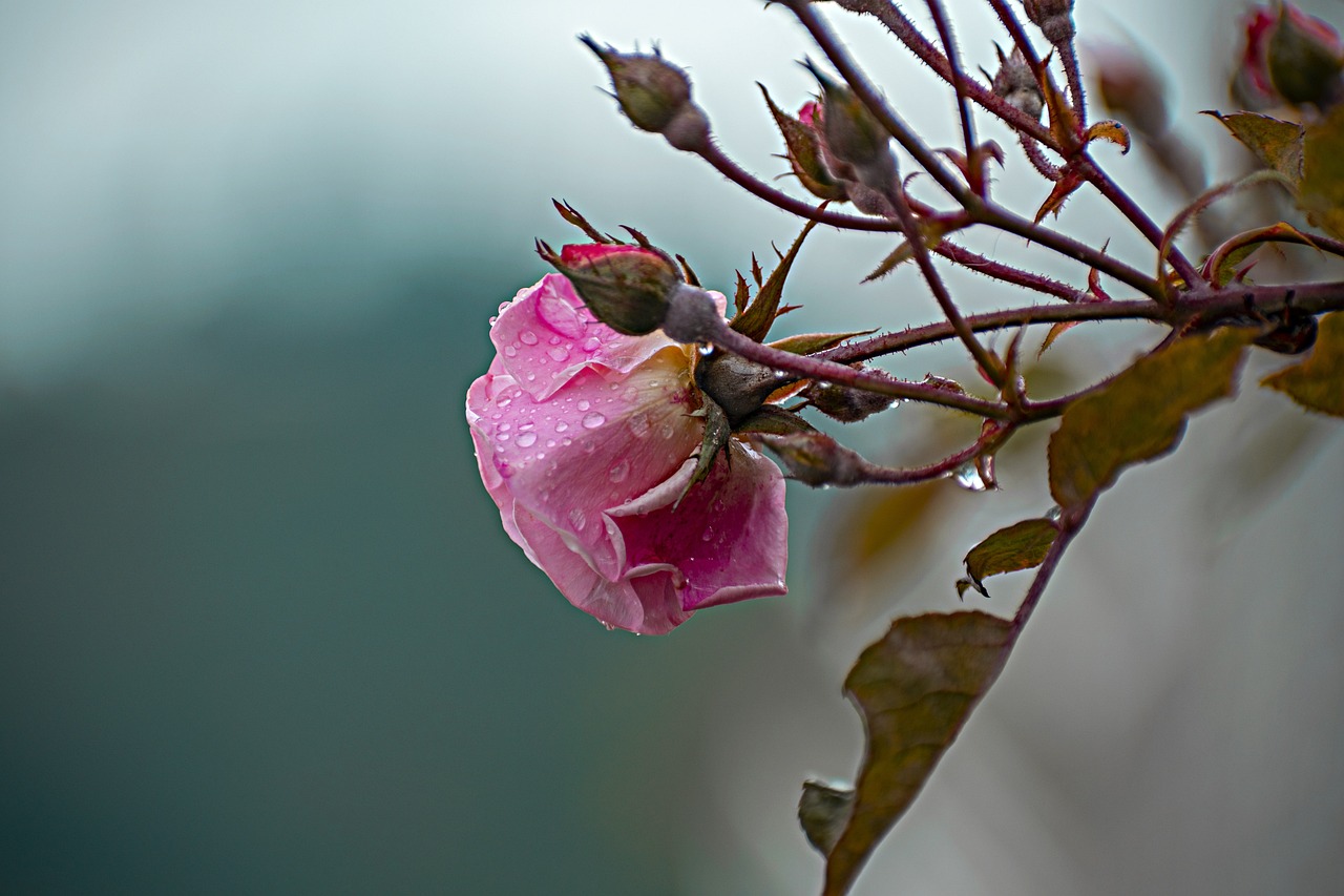 Mawar Rose Bunga - Foto gratis di Pixabay - Pixabay
