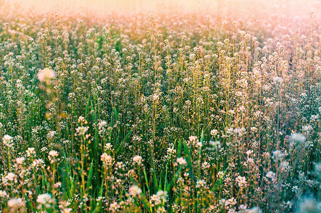 Fleurs Vert Le Printemps - Photo gratuite sur Pixabay - Pixabay