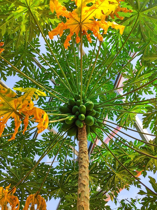 Palma Plant Exotic - Free photo on Pixabay - Pixabay