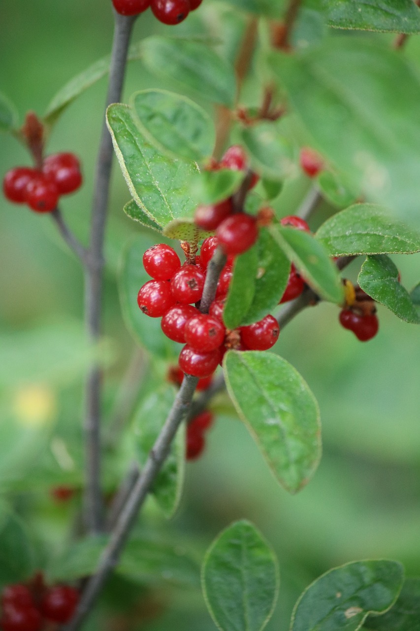 Beeren Rot Natur - Kostenloses Foto auf Pixabay - Pixabay