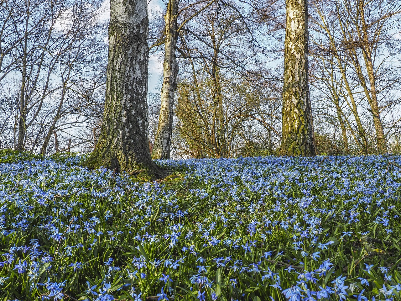 Bluebell Flower Blue Butterfly - Free photo on Pixabay - Pixabay
