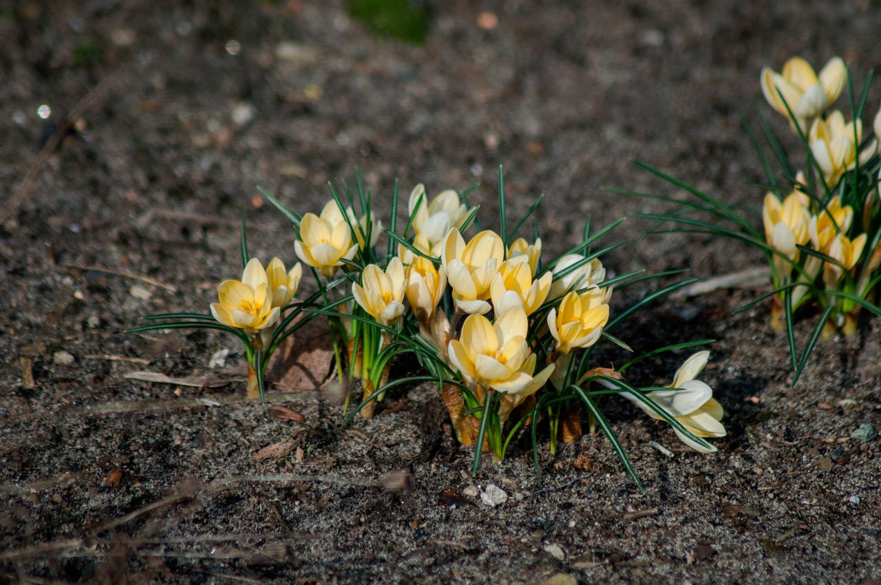 Primrose Crocus Spring - Free photo on Pixabay - Pixabay