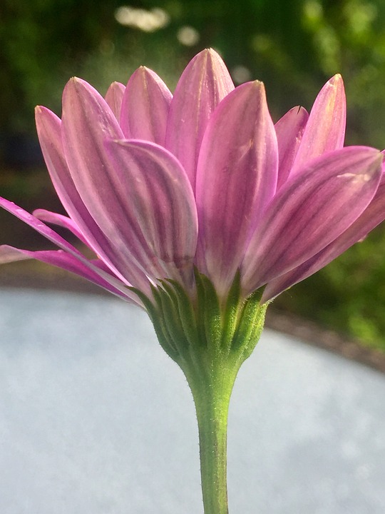 Marguerite Flower Blossom - Free photo on Pixabay - Pixabay