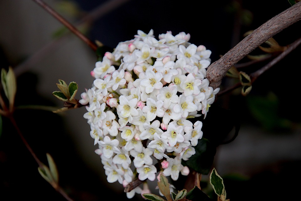 Flores Color Blanco Fragante - Foto gratis en Pixabay - Pixabay