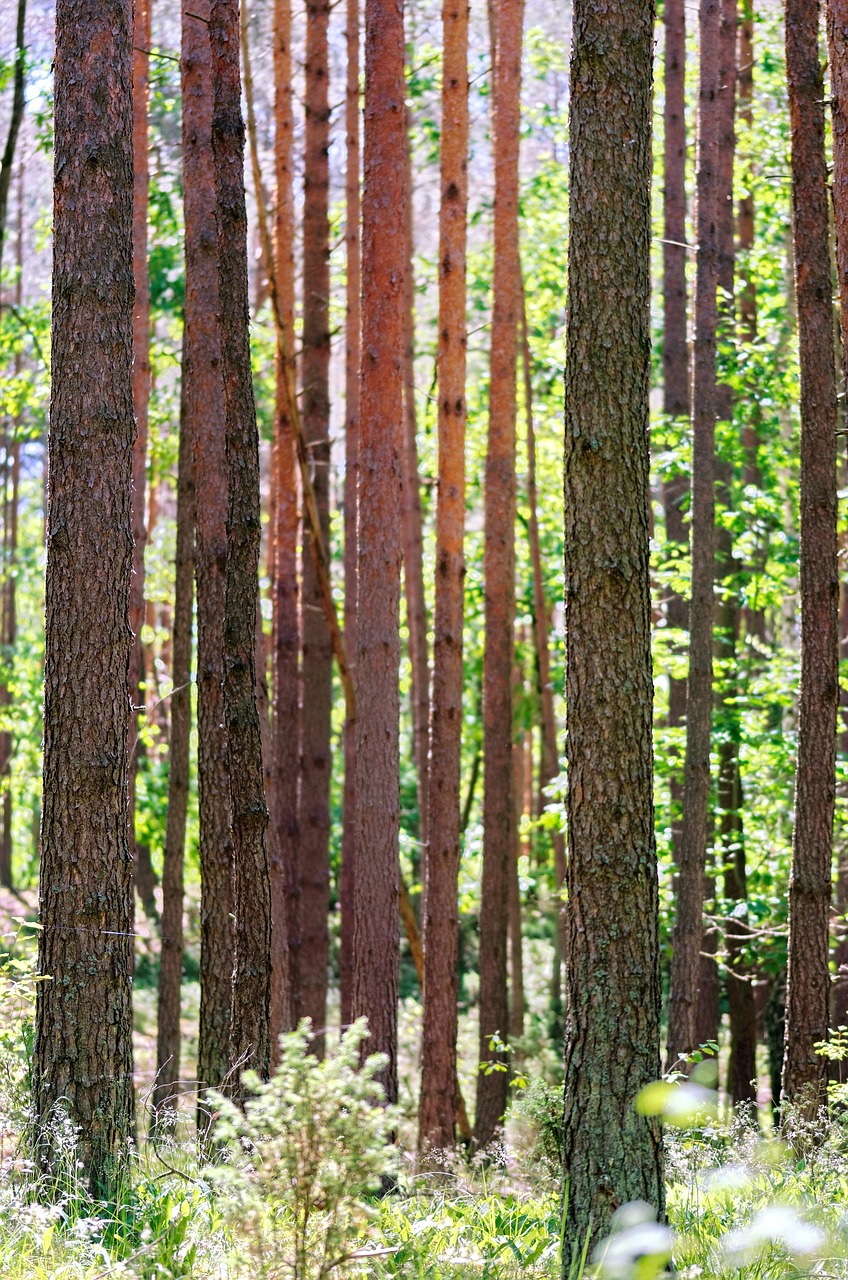 Forest Dense Trunks - Free photo on Pixabay - Pixabay
