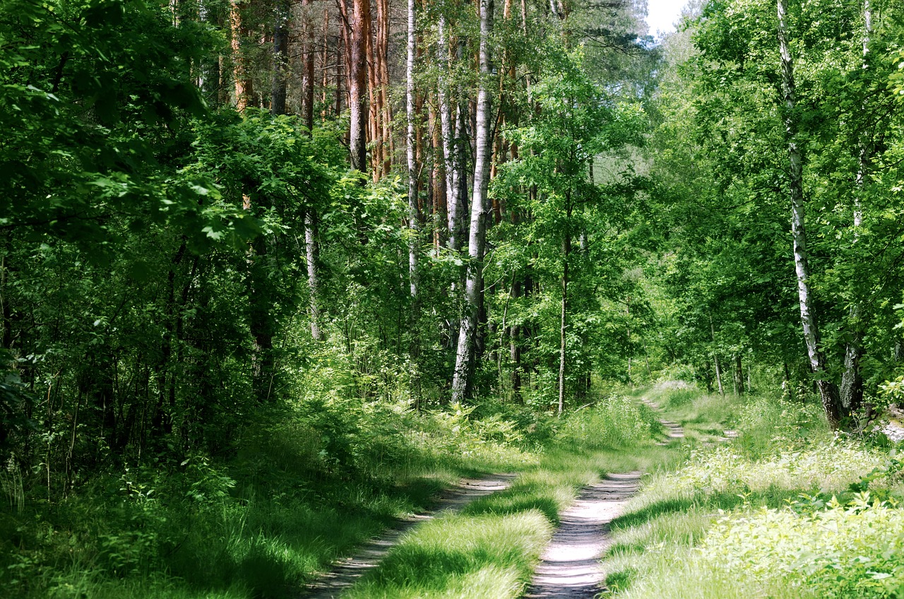Landschaft Die Natur Wald - Kostenloses Foto auf Pixabay - Pixabay